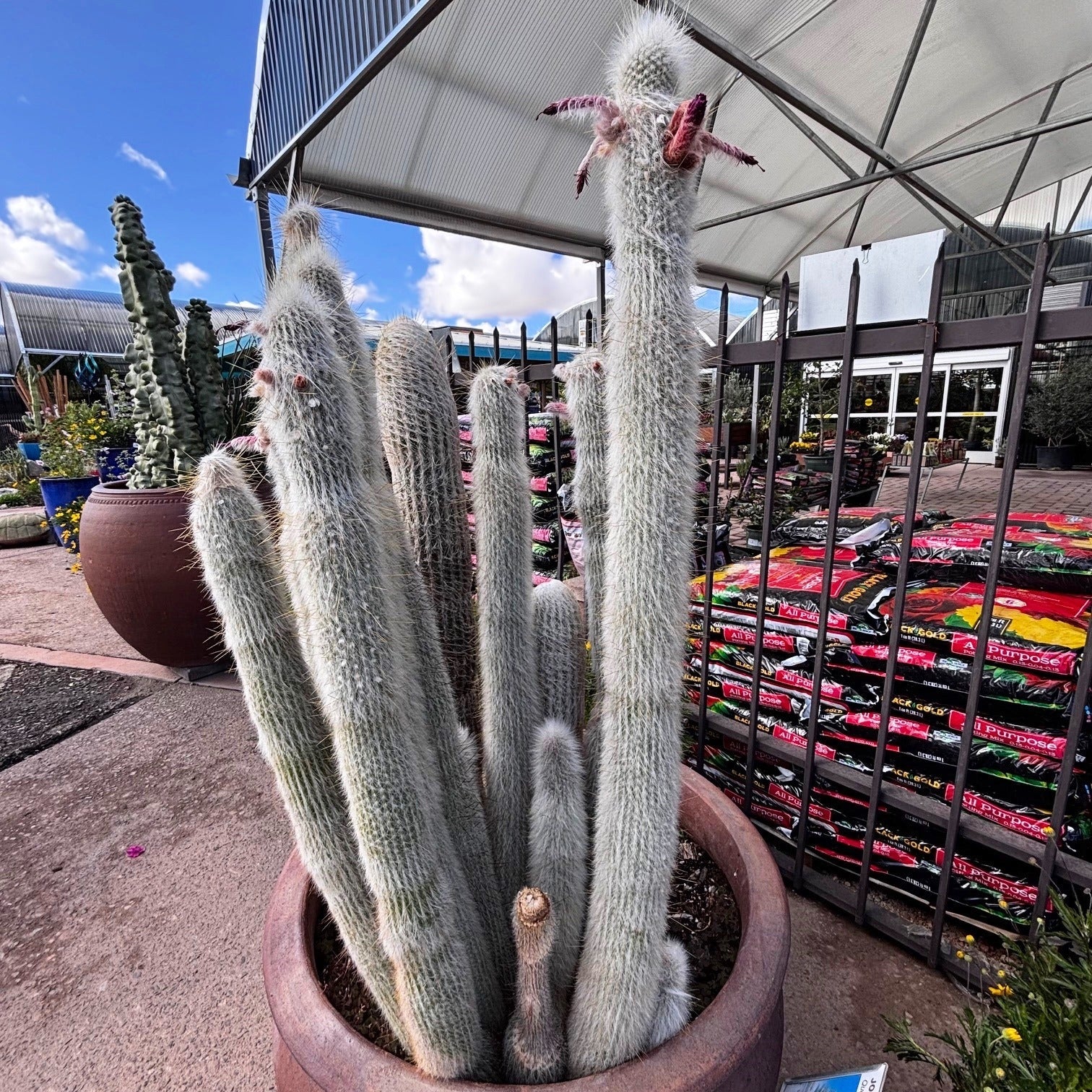 Cleistocactus Straussi Plant, Silver Torch Cactus With Red Flowers ...