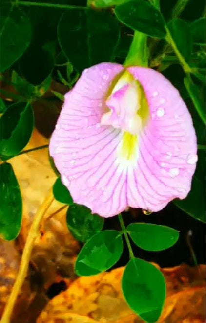 Clitoria Ternatea Pink/Purple 10 Seeds, Butterfly Pea Garden Vine, Asi ...