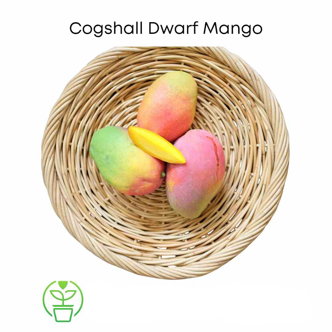 Mangifera indica 'Cogshall' Dwarf Mango Tree, Live Grafted Fruit Plant ...