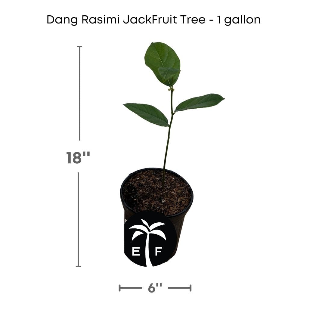 Artocarpus heterophyllus 'Dang Rasimi' Jackfruit Dwarf Live Tree, from ...