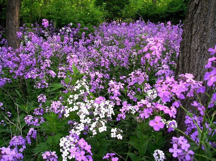 Hesperis Matronalis 300 Seeds, Fragrant Purple Dames Rocket Flowers ...