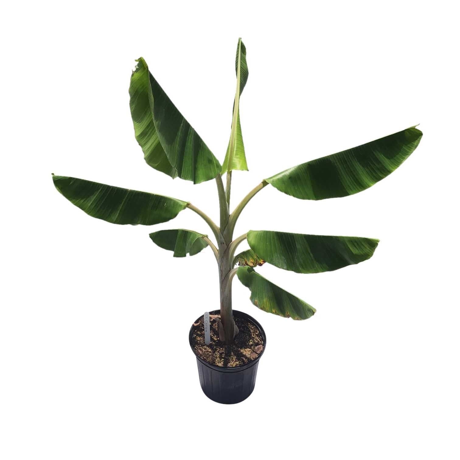 Ice Cream Blue Java Banana Plant | The Plant Attraction