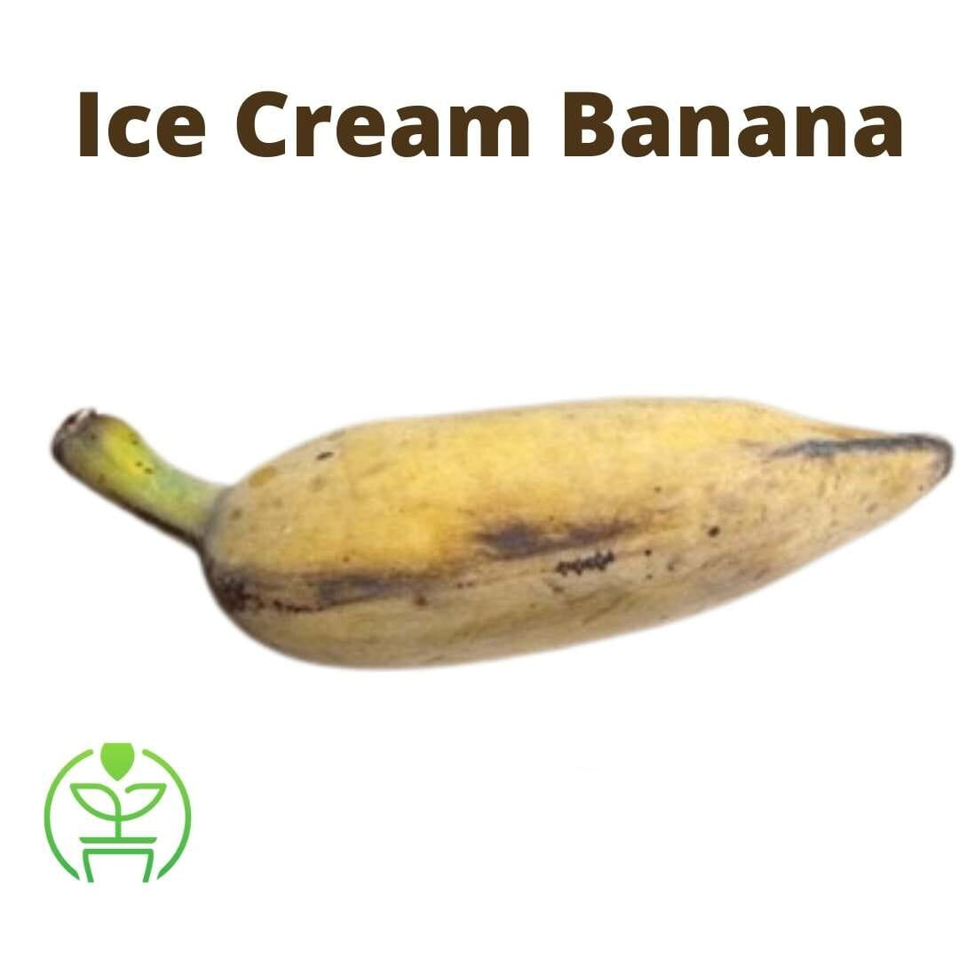Ice Cream Blue Java Banana Plant | The Plant Attraction