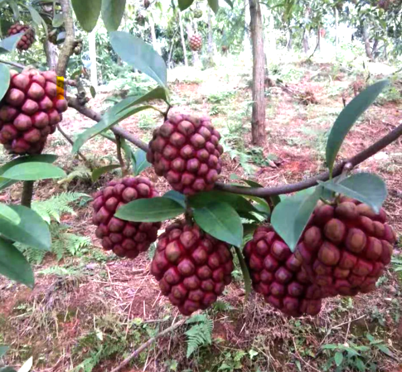 Kadsura Coccinea 5 Seeds, Rare Asian Large Fruit Cold Hardy Ornamental ...