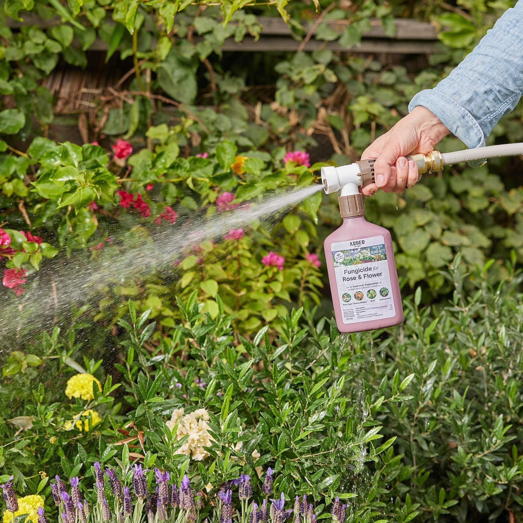 Organic Fungicide for Roses & Flower Plants By Arber | The Plant Attraction