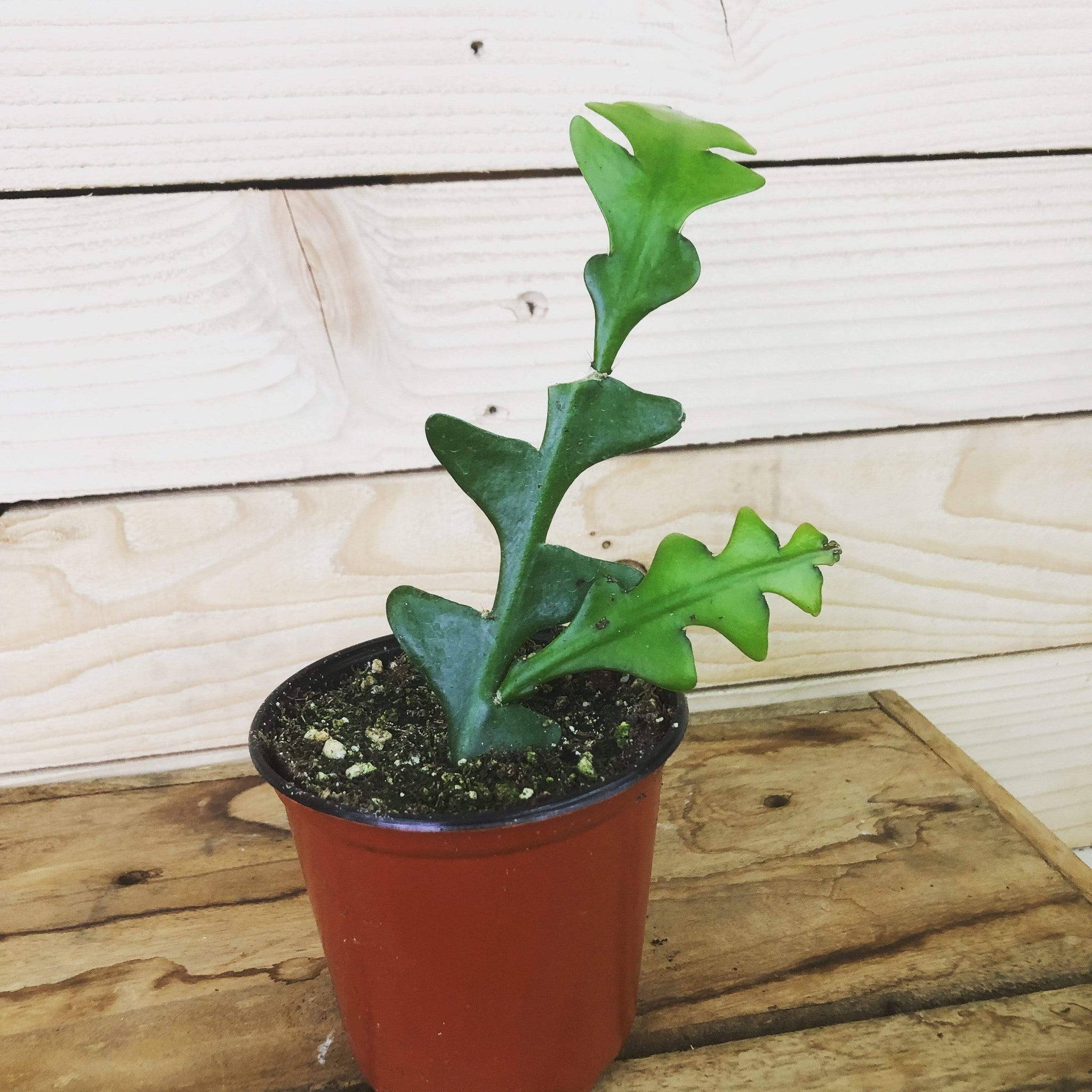 Selenicereus Anthonyanus Fishbone Cactus, 4" Plant, Indoor / Outdoor H ...