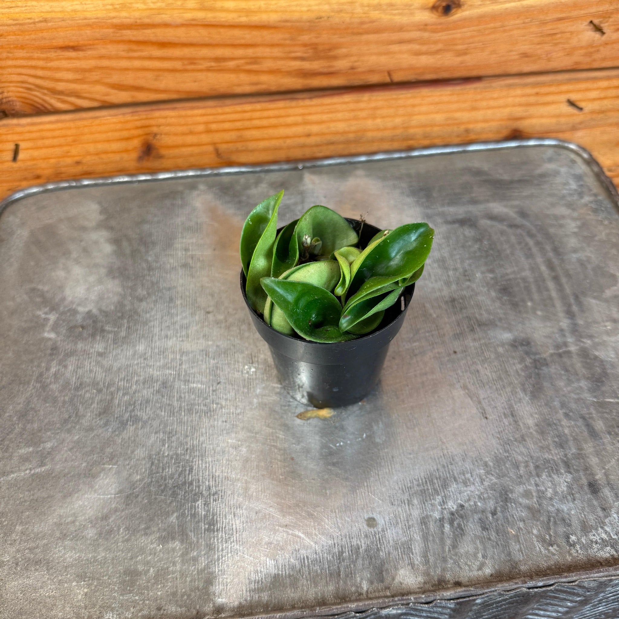 Hoya Compacta, 2" Plant, Indoor / Outdoor Houseplants | The Plant ...