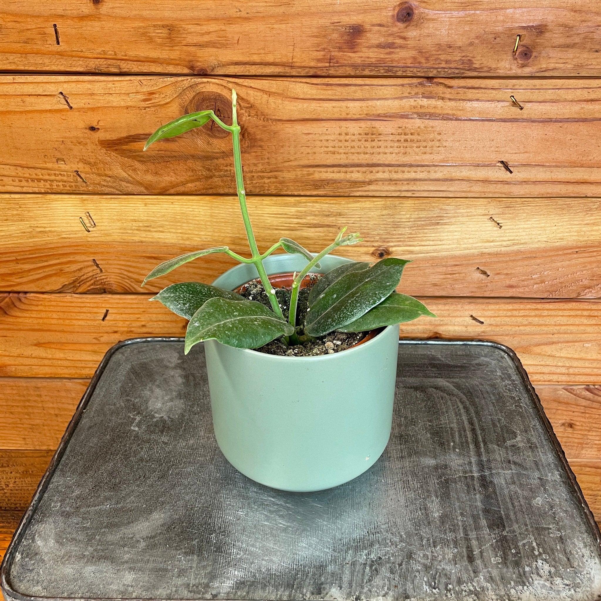 Hoya CV Optimistic, 4" Plant, Indoor / Outdoor Houseplants | The Plant ...