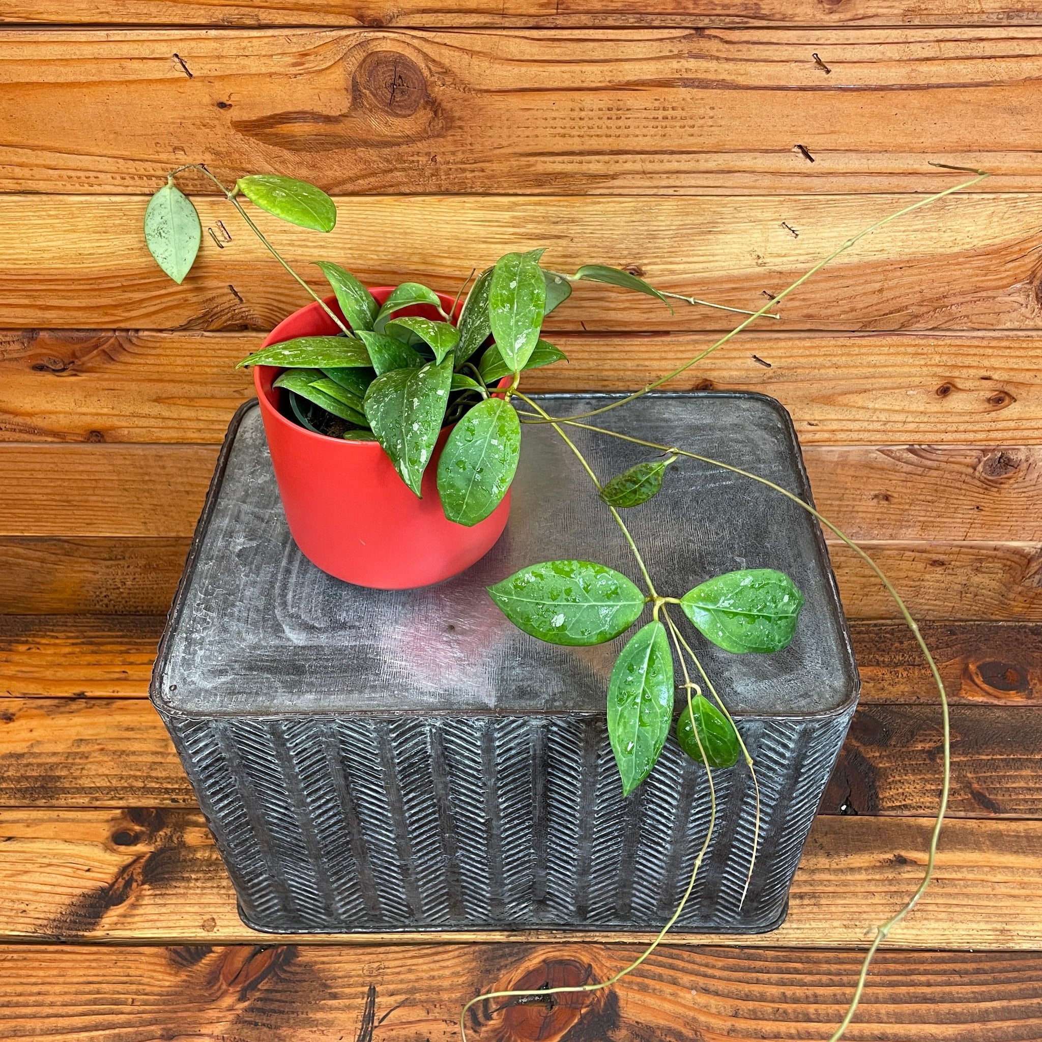 Hoya Erythrostemma Splash, 4" Plant, Indoor / Outdoor Houseplants | The ...