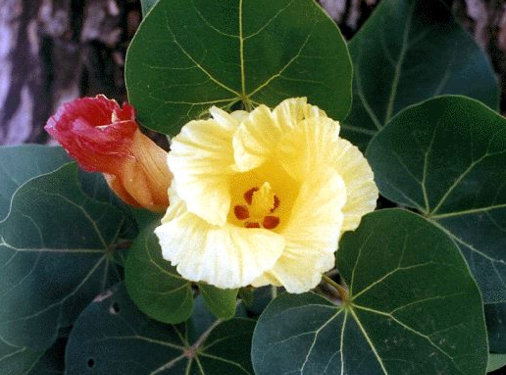 Thespesia Populnea 15 Seeds, Indian Tulip Portia Tree Flowering Pacifi ...