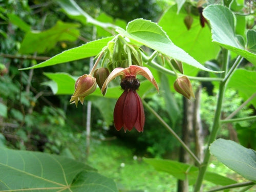 Abroma Augusta 10 Seeds, Devil's Cotton, Small Tree Great For Containe ...