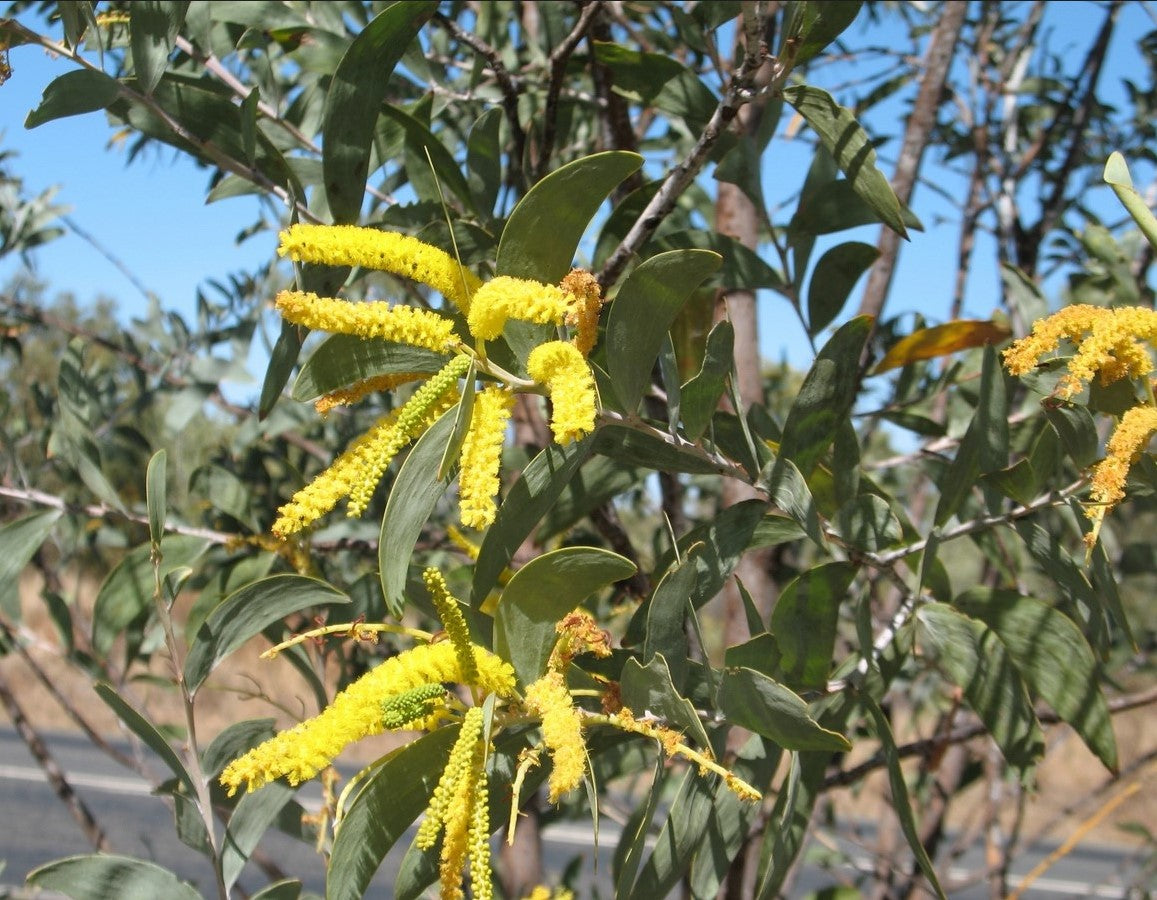 Acacia Holosericea Shrub 20 Seeds Soapbush Strap Candelabra Silver Wat ...