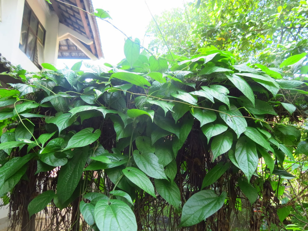 Aristolochia Tagala Vine 10 Seeds, Indian Birthwort, Medicinal Dutchma ...