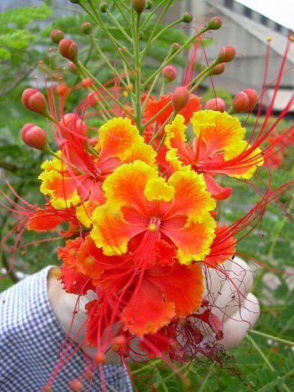 Caesalpinia Pulcherrima 10/25/100/500 Seeds Flowering Shrub / Tree, Bi ...