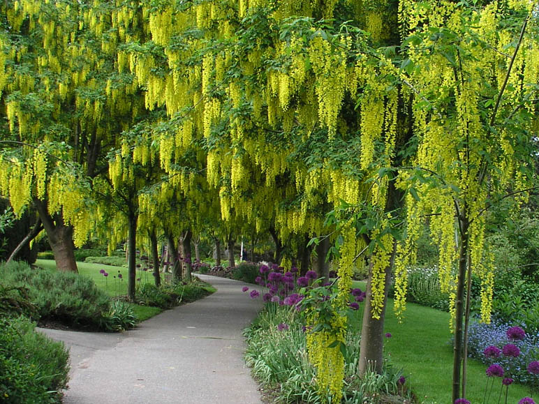Weeping Golden Chain Tree