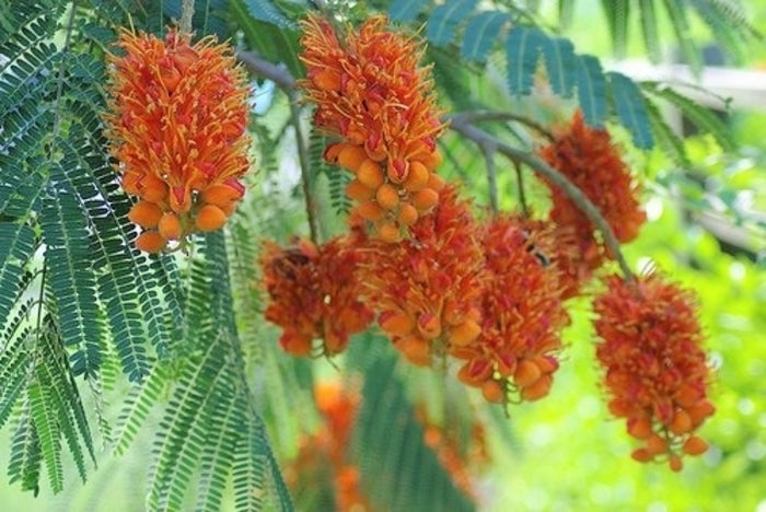Colvillea Racemosa Tree 8 Seeds, Rich Orange Colville's Glory Madagasc ...