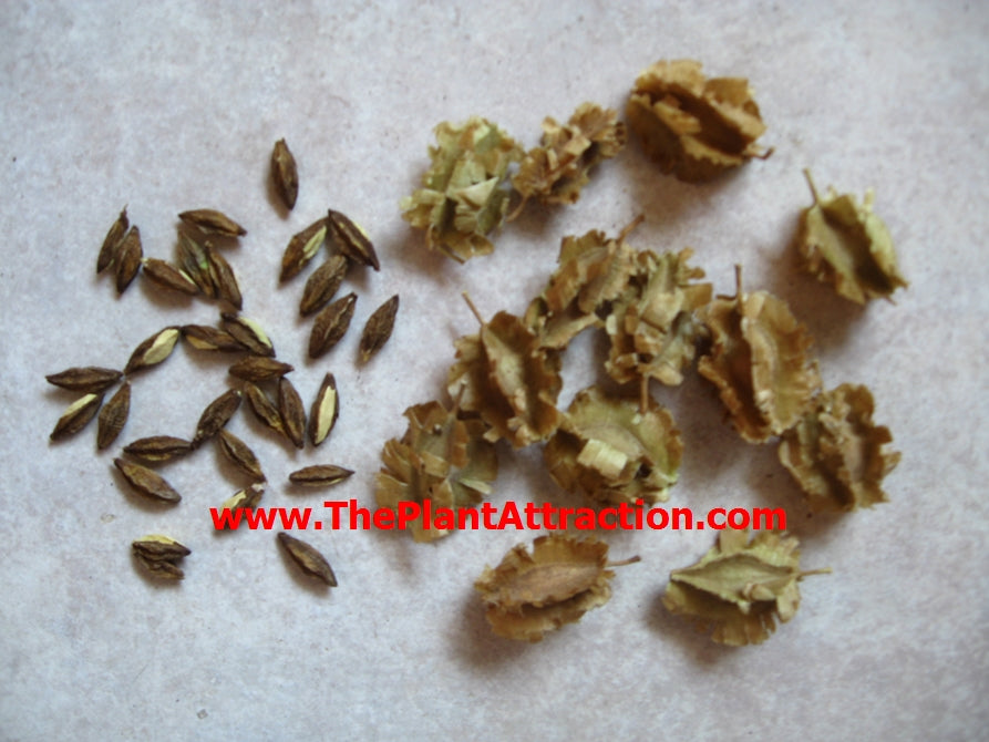 Combretum Mossambicense 5 Seeds, Frost Hardy Shrub Small Tree, Knobbly ...