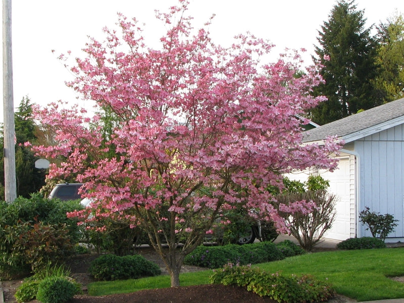 Florida Pink Dogwood