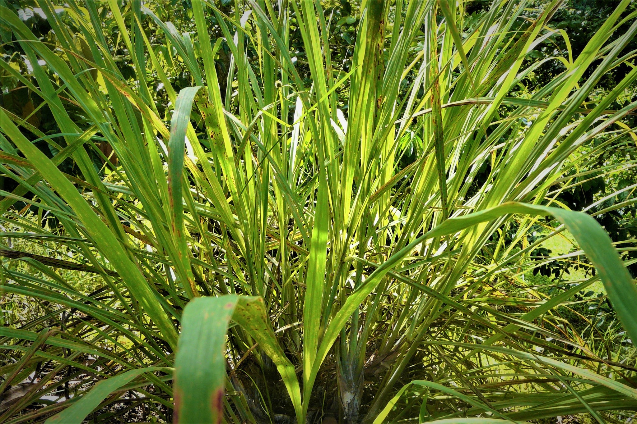 Cymbopogon Flexuosus 100+ Seeds, Edible Lemongrass East Indian Lemon G ...