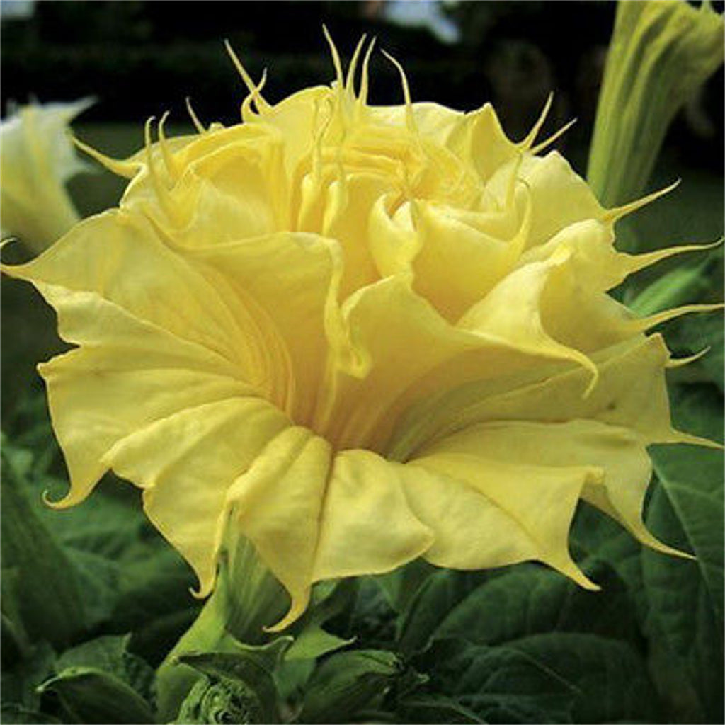 Datura Suaveolens Double Golden Queen 10 Seeds, Devil's Trumpet, Jimso ...