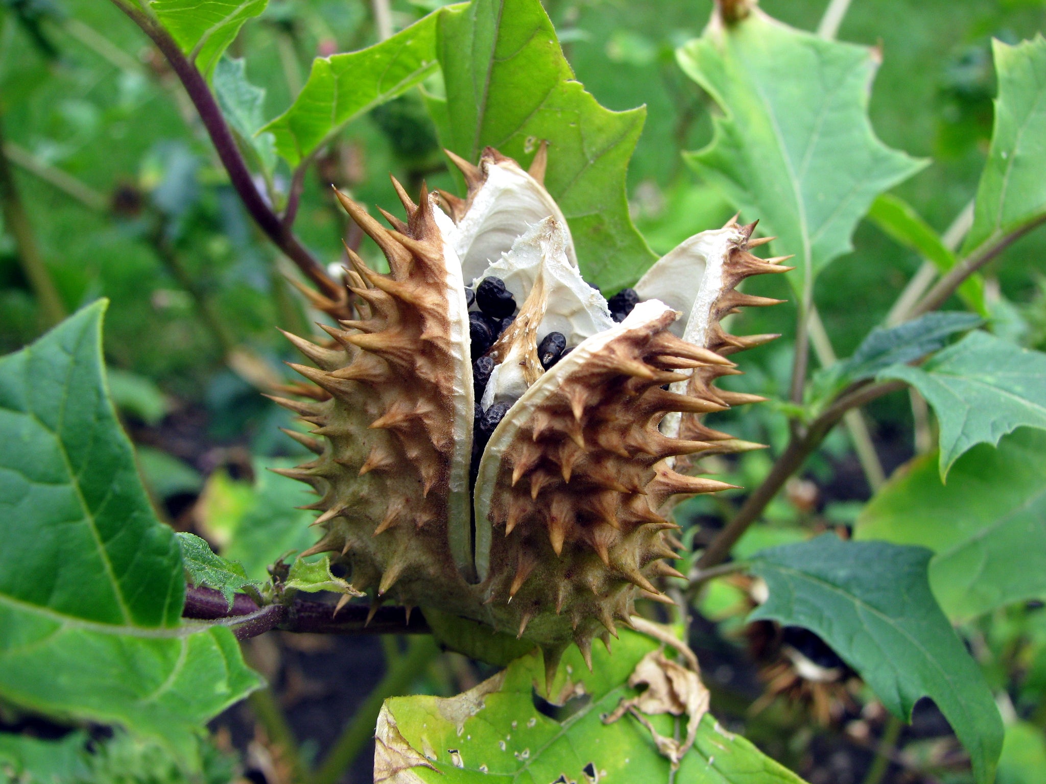 Datura Stramonium 10 Seeds, Fragrant Jimson weed or Devil's Snare Plan ...