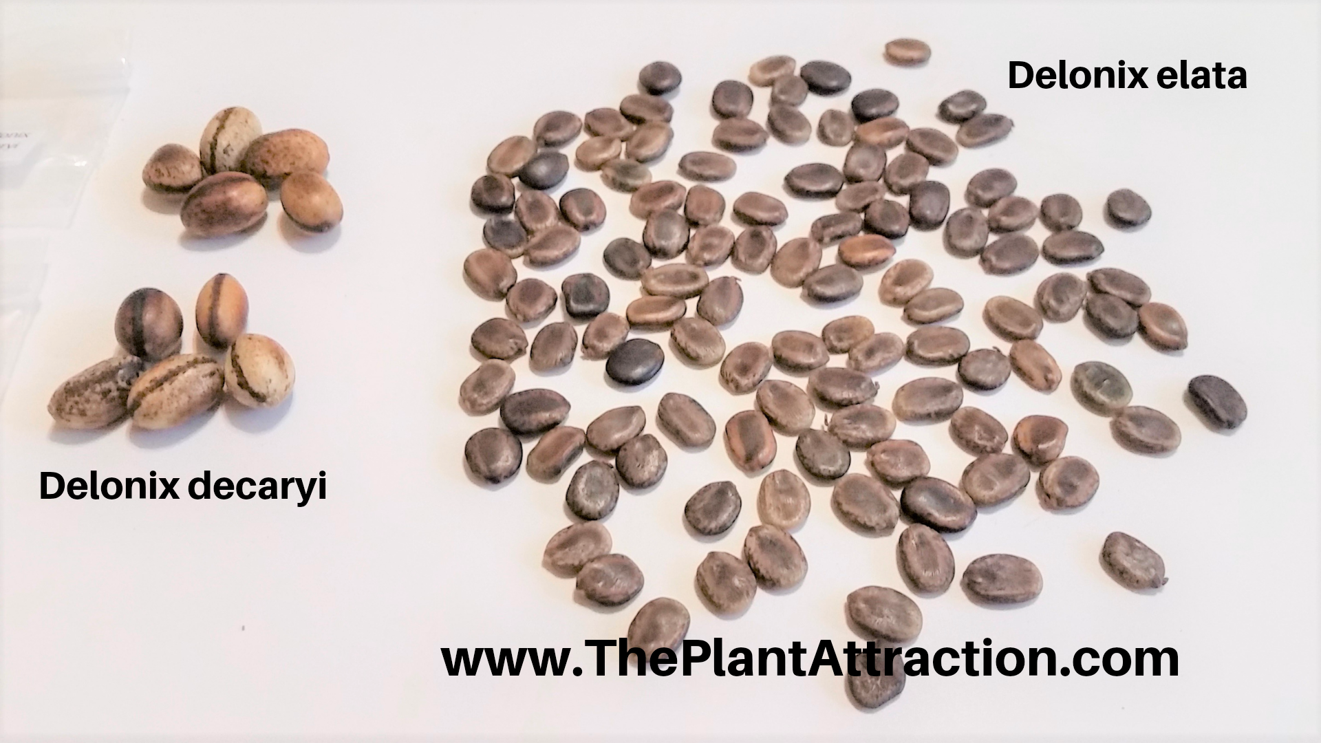 Delonix Elata Tree 5 Seeds, White Gulmohar Poinciana Bonsai | The Plant ...