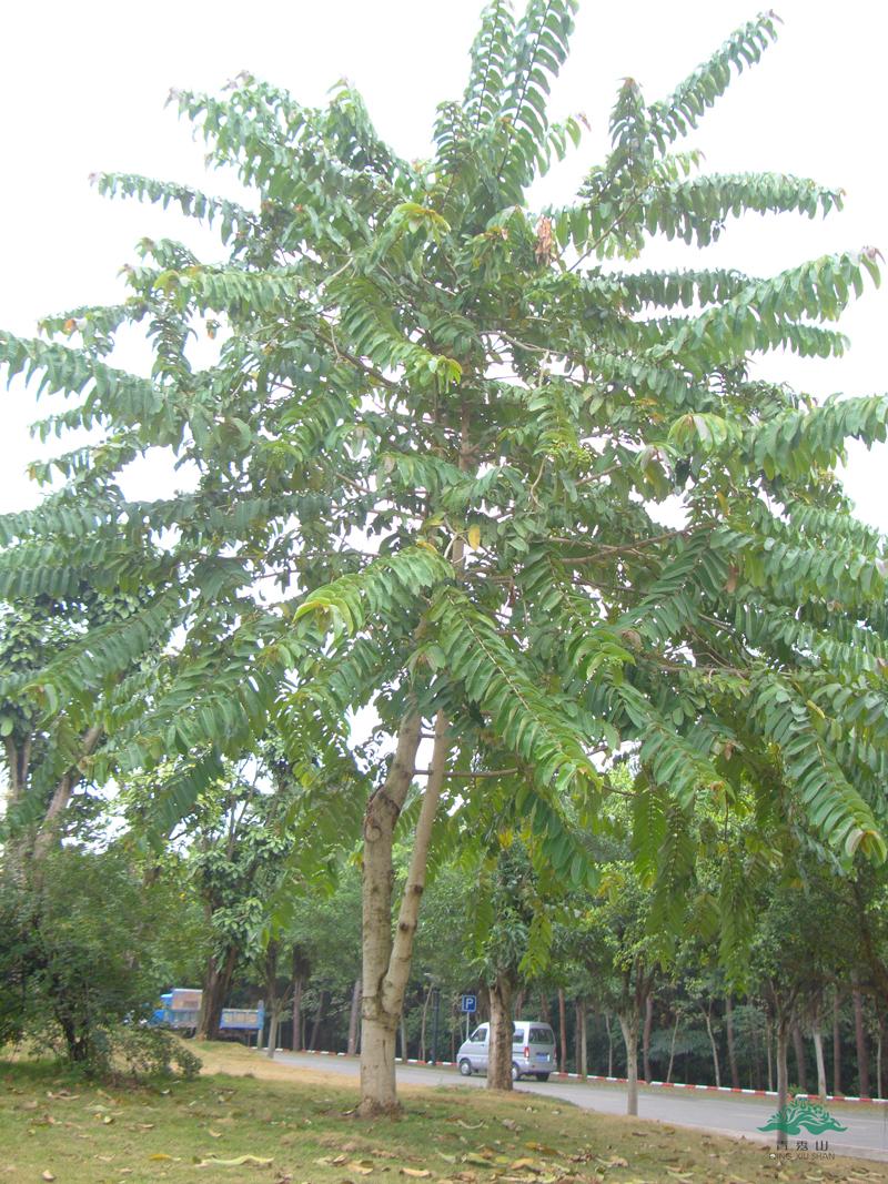 Duabanga Grandiflora Edible Shade Tree 100+ Seeds, Rare Tropical Large ...