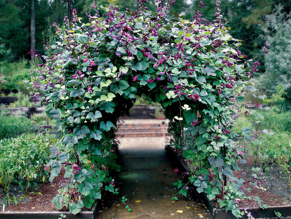 Lablab Purpureus 10 Seeds, Hyacinth Bean, Dolichos Vine | The Plant ...