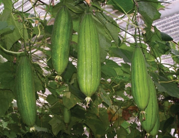 Luffa Cylindrica Vine 10 Seeds, Sponge Gourd, Egyptian Cucumber, Smoot ...