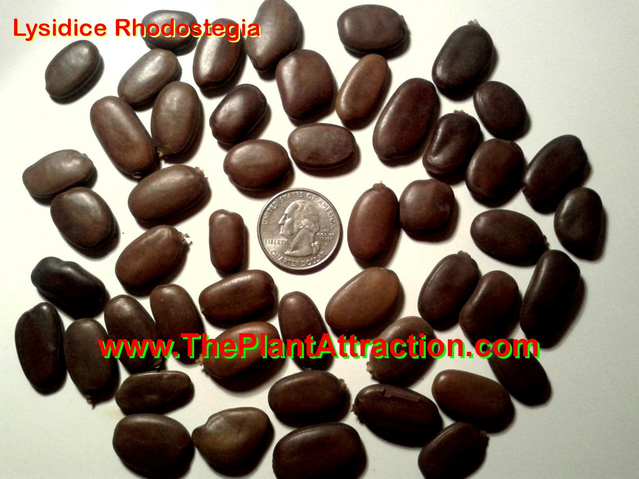 Lysidice Rhodostegia Tree 5 Seeds, Very Rare Fragrant Garden Shrub Mir ...