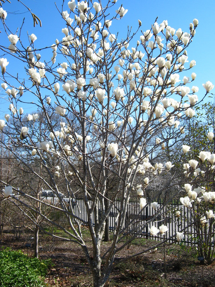 Magnolia Denudata 10 Seeds, Fragrant Flowering Tree Shrub Yulan Jade L ...
