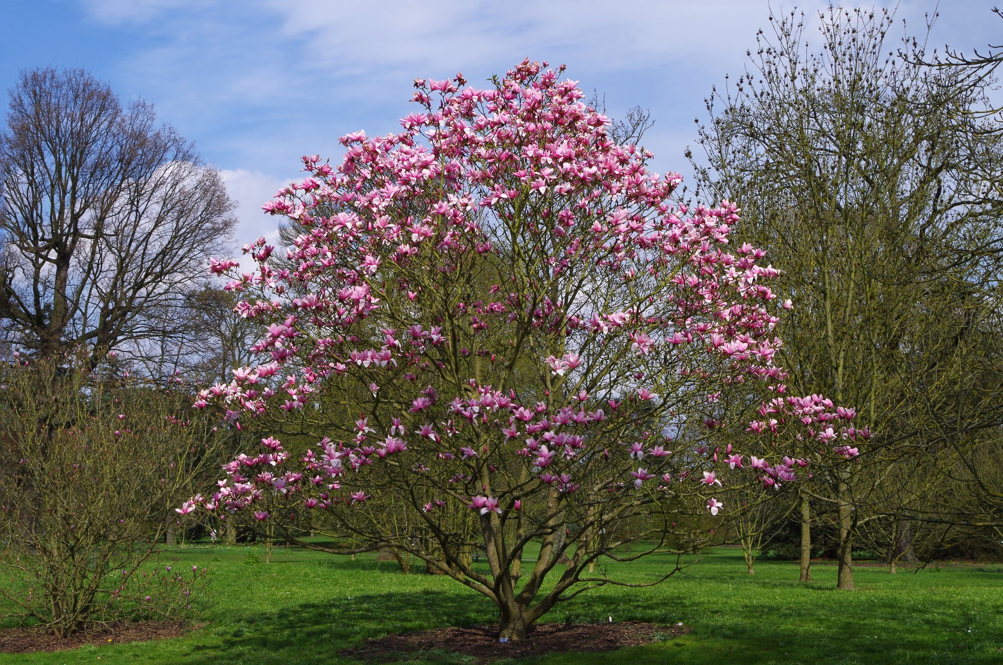 Magnolia Liliiflora Shrub 10 Seeds, Mulan Garden, Tulip or Lily Magnol ...