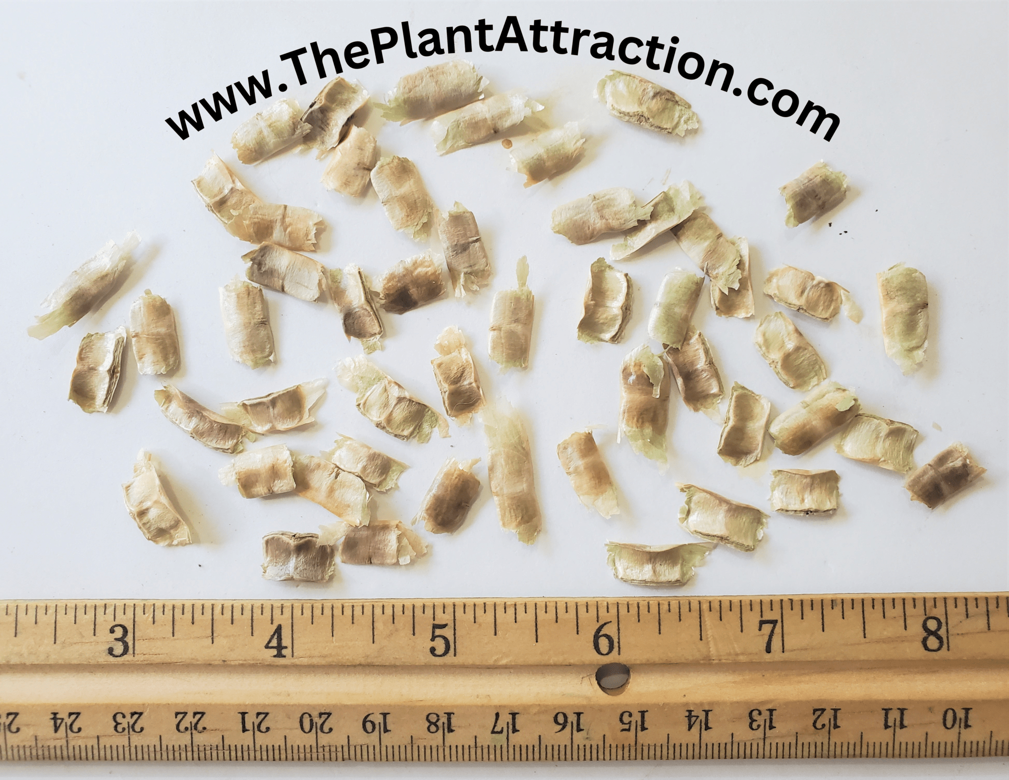 Markhamia Lutea 20/100/500 Seeds, Nile Tulip Trumpet or Siala Shrub or ...