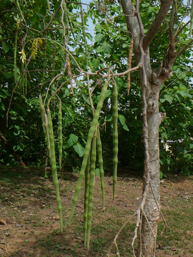 Moringa Tree Fruit
