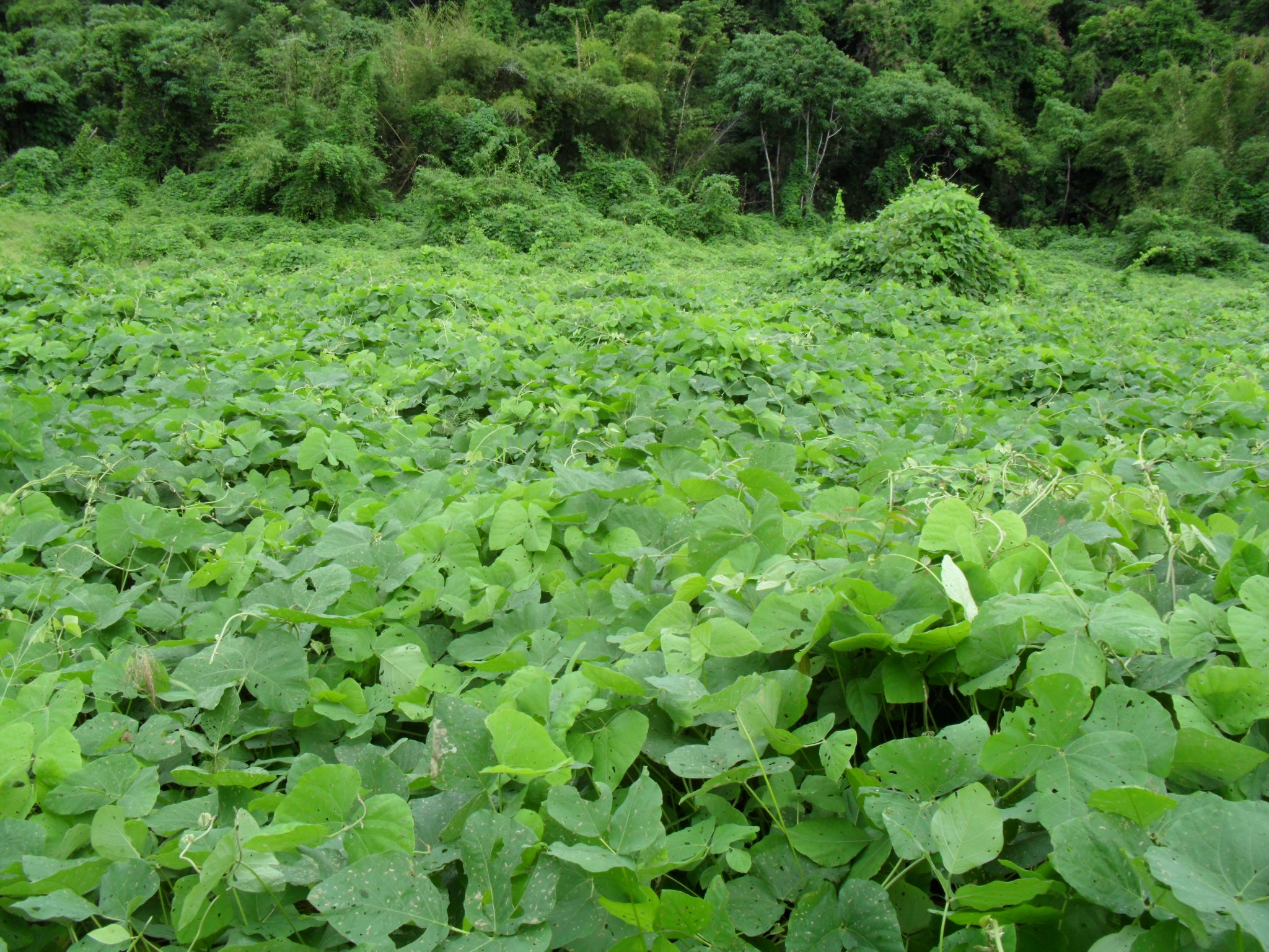 Mucuna Pruriens Vine (White Strain) 5 Seeds, Herbal Velvet Bean, Cowit ...