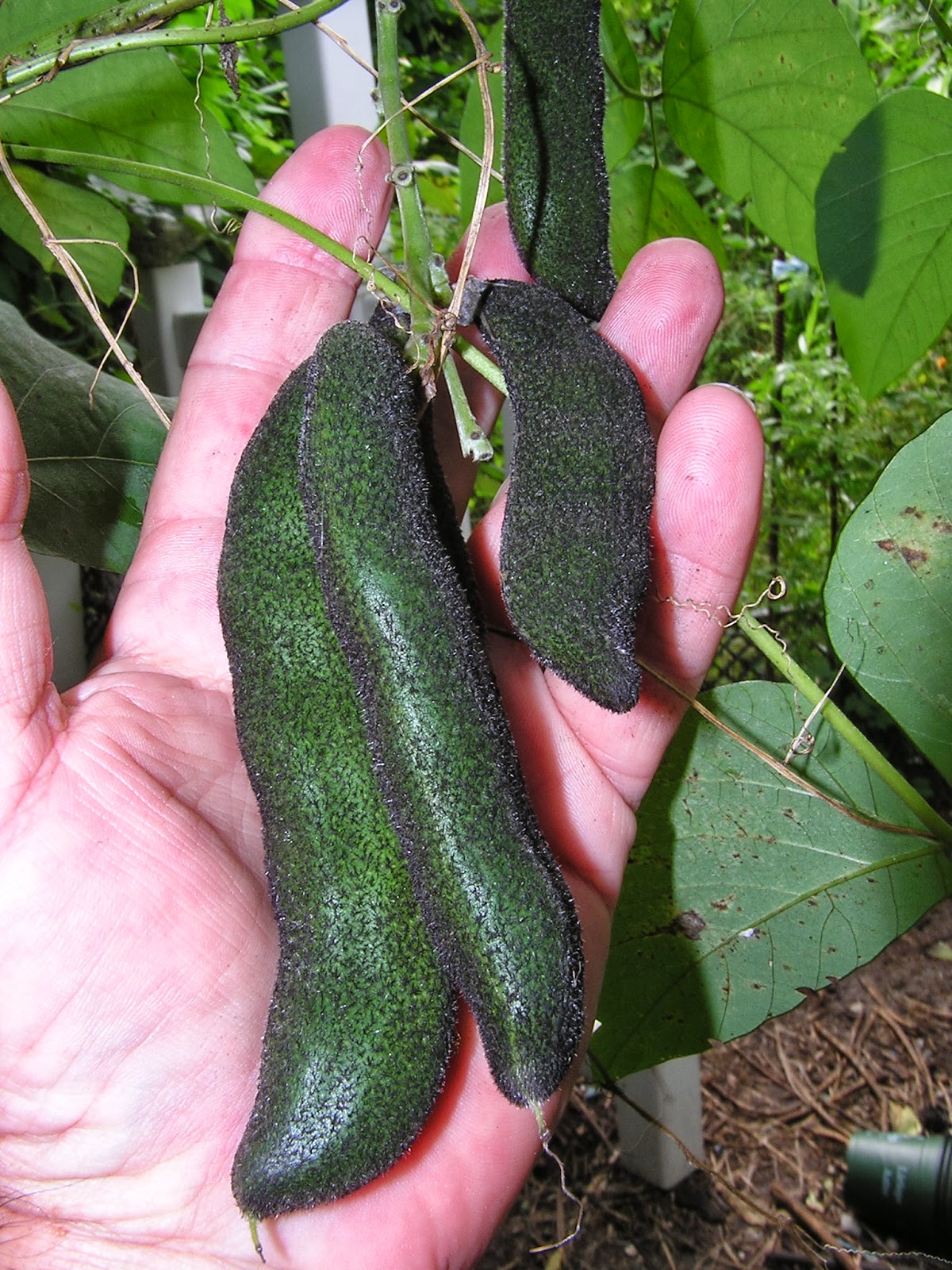 Mucuna Pruriens Vine 5/50 Seeds, Velvet Bean (Molted Strain) NO ITCH ...