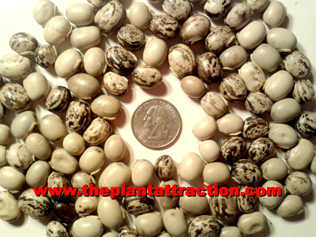 Mucuna Pruriens Vine 5/50 Seeds, Velvet Bean (Molted Strain) NO ITCH ...