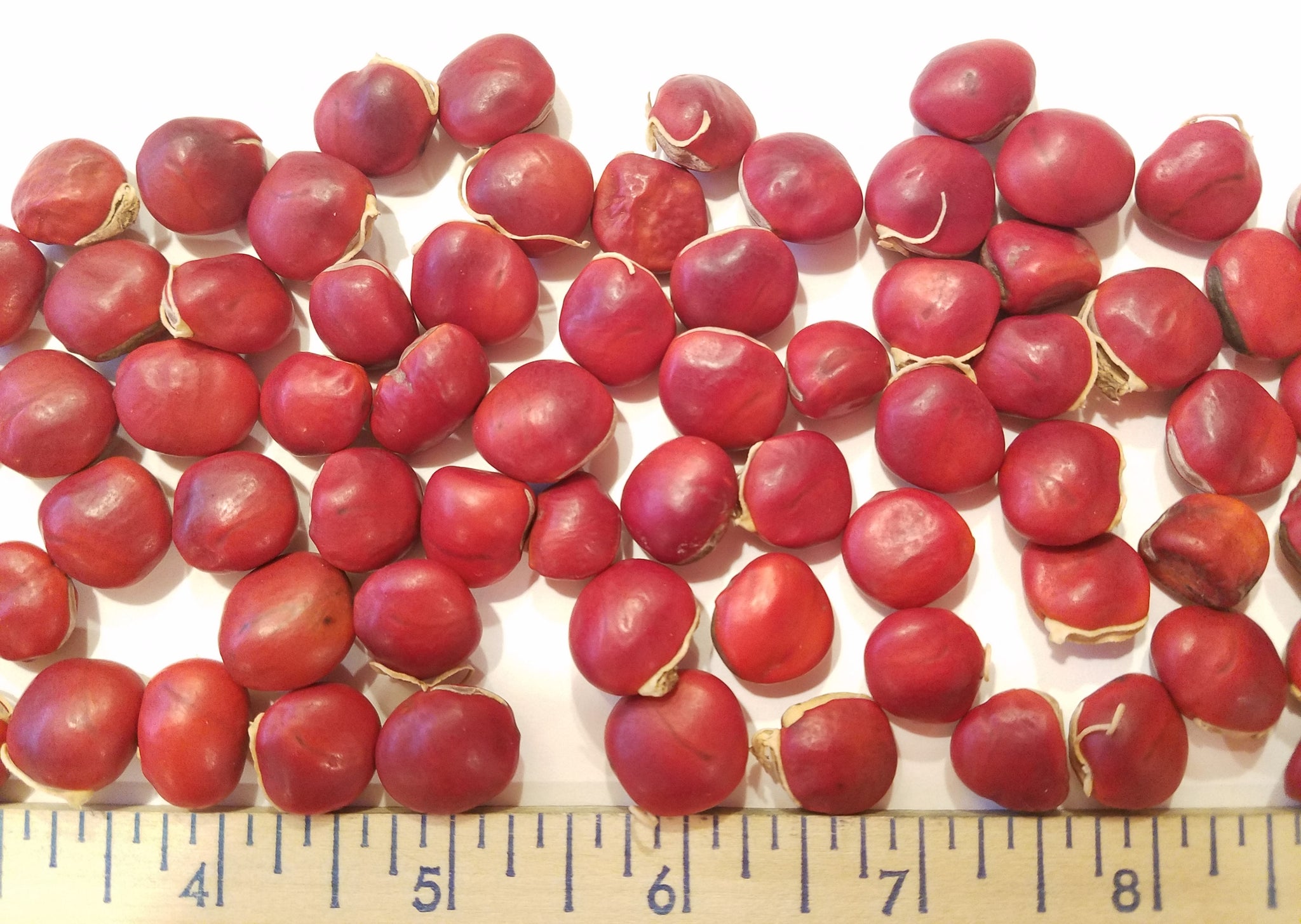 Ormosia Hosiei Tree 2 Seeds, Rare Hung Tou Mu Protected Prised Chinese ...