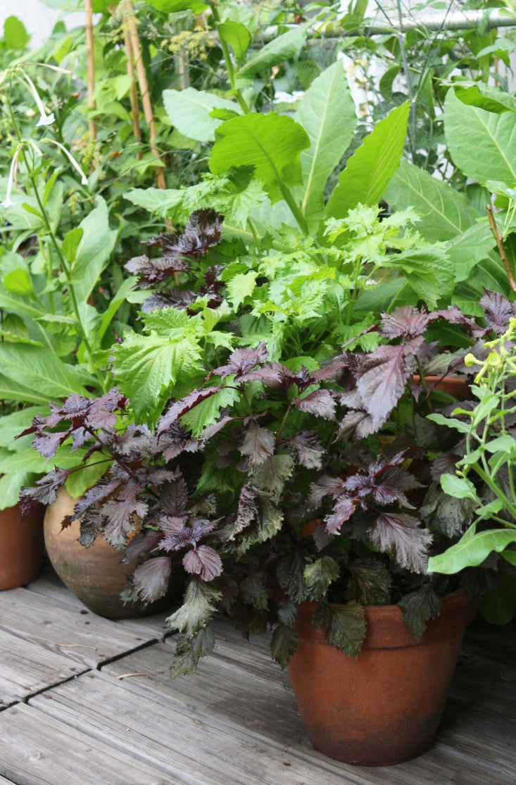 Perilla Frutescens 50/500 Seeds, Edible Shiso Vegetable Medicinal Beef ...