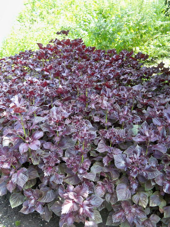 Perilla Frutescens 50/500 Seeds, Edible Shiso Vegetable Medicinal Beef ...