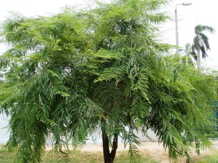 Phyllanthus Emblica Tree 15/100/500 Seeds, Medicinal Indian Gooseberry ...
