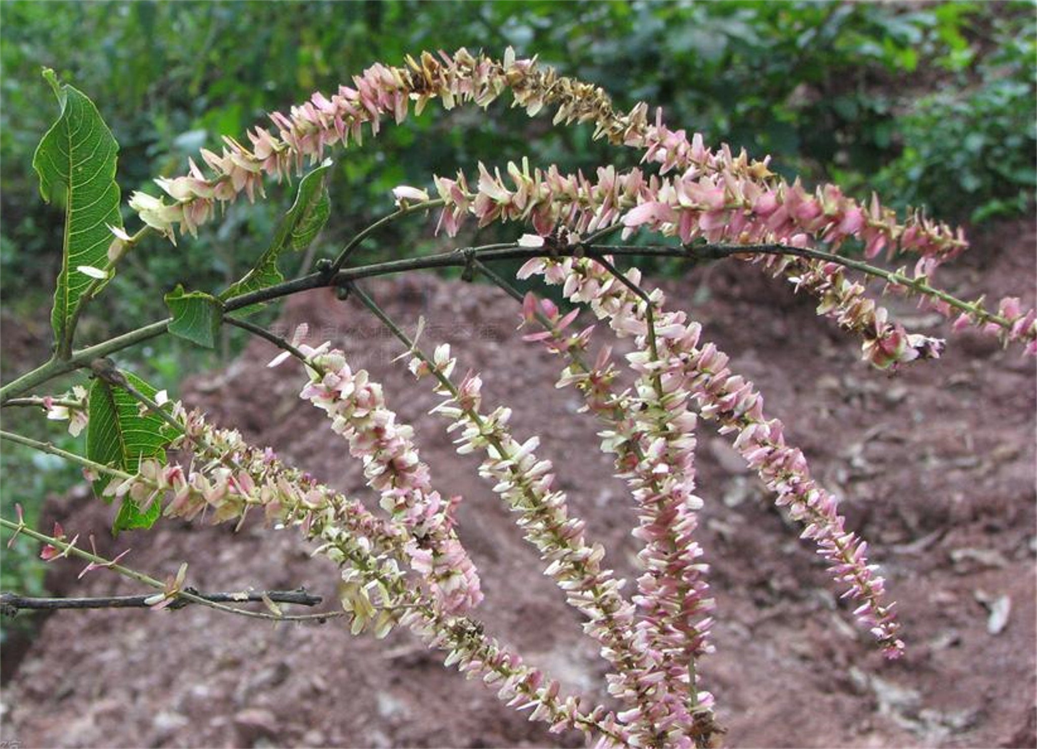 Terminalia Myriocarpa Tree 20/500/2000 Seeds, East Indian Almond, Gard ...