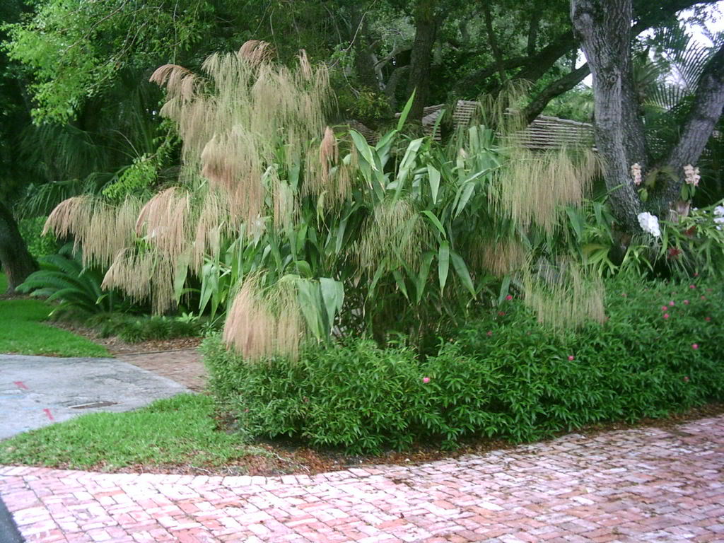 Thysanolaena Maxima 100-800+ Seeds, Ornamental Perennial Tiger Grass ...