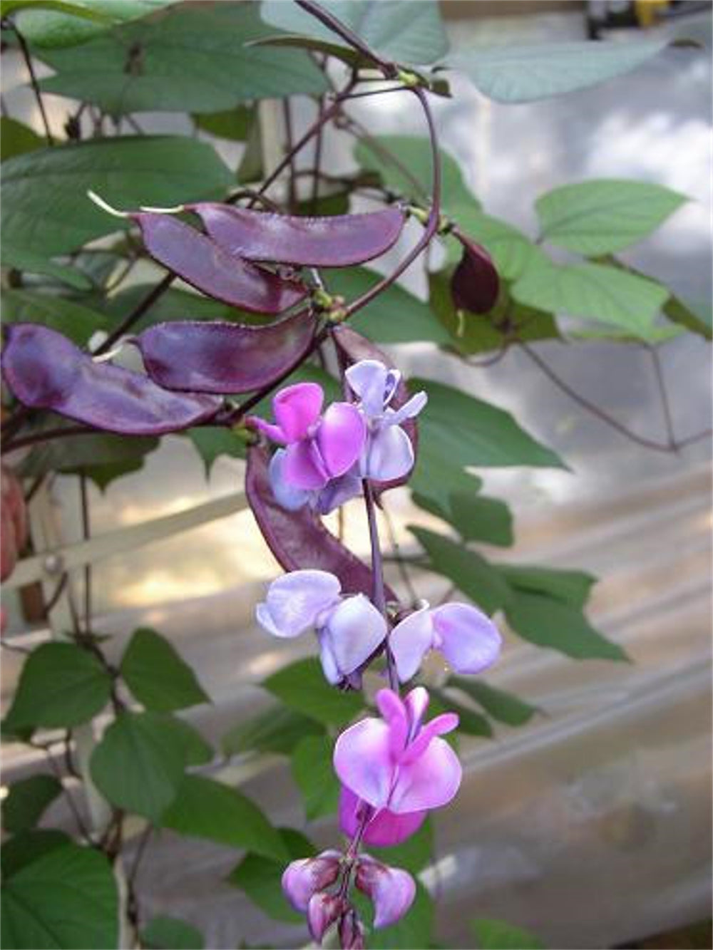 Lablab Purpureus 10 Seeds, Hyacinth Bean, Dolichos Vine | The Plant ...