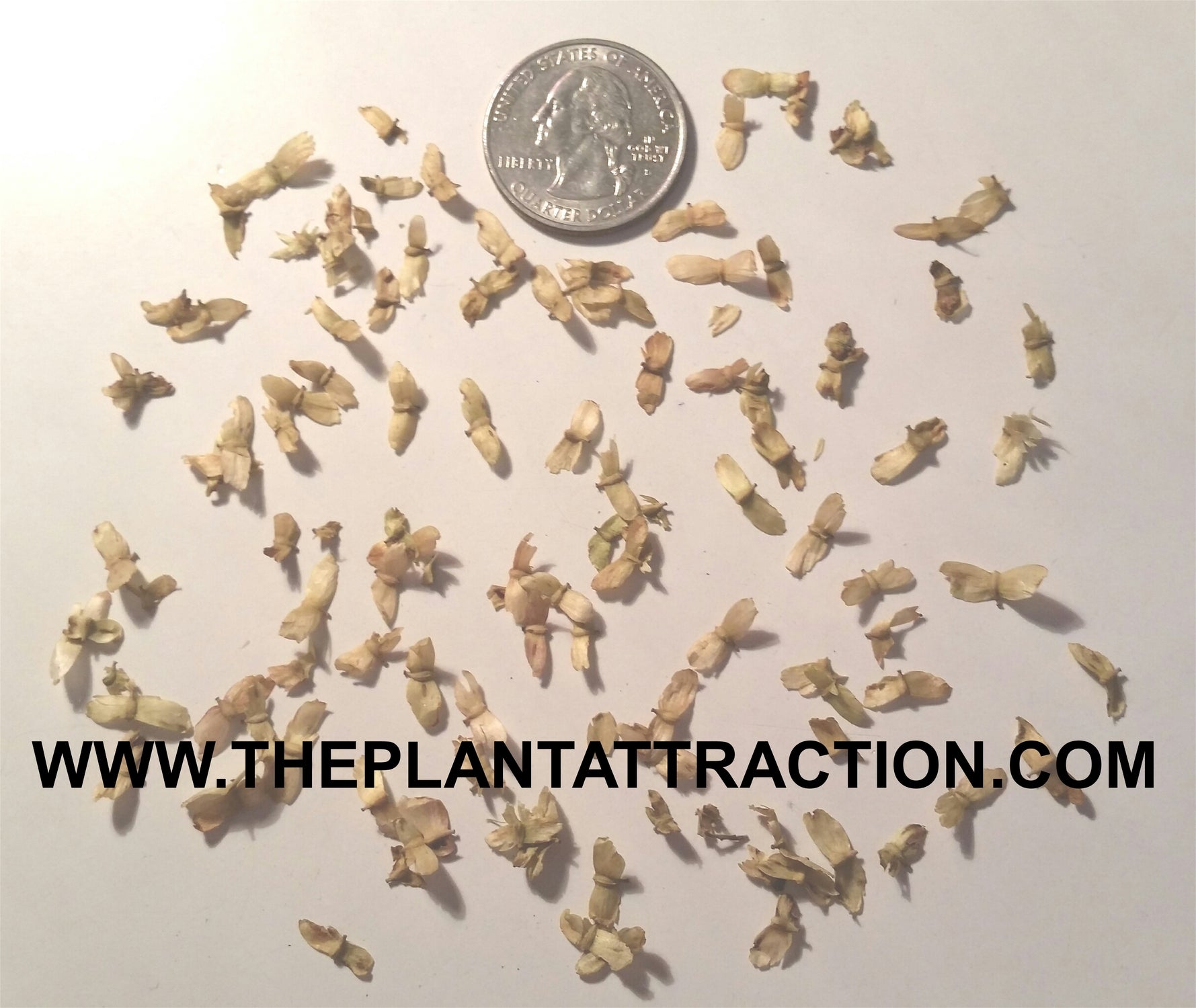 Terminalia Myriocarpa Tree 20/500/2000 Seeds, East Indian Almond, Gard ...