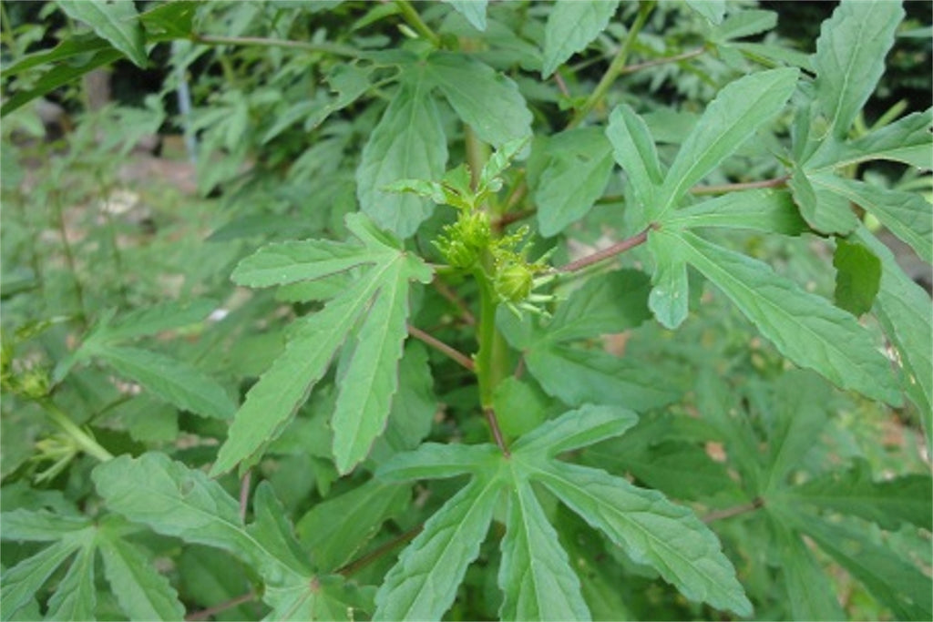 Hibiscus Radiatus 15 Seeds, Monarch Rosemallow, Medicinal Perennial He ...