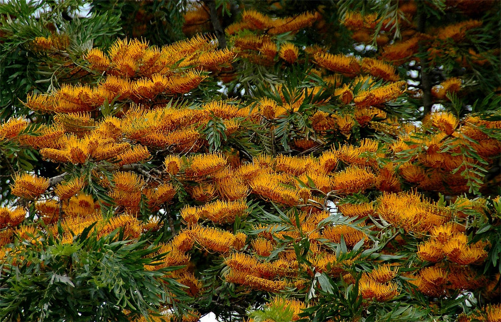 Grevillea Robusta Tree 10 Seeds, Southern Silky Oak, Australian Evergr ...