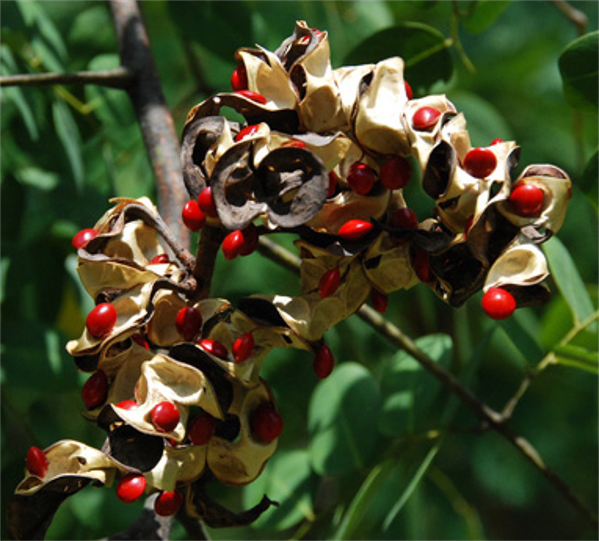 Adenanthera Pavonina 10 Seeds, Red Sandalwood, Jewelry Beads and Saga ...