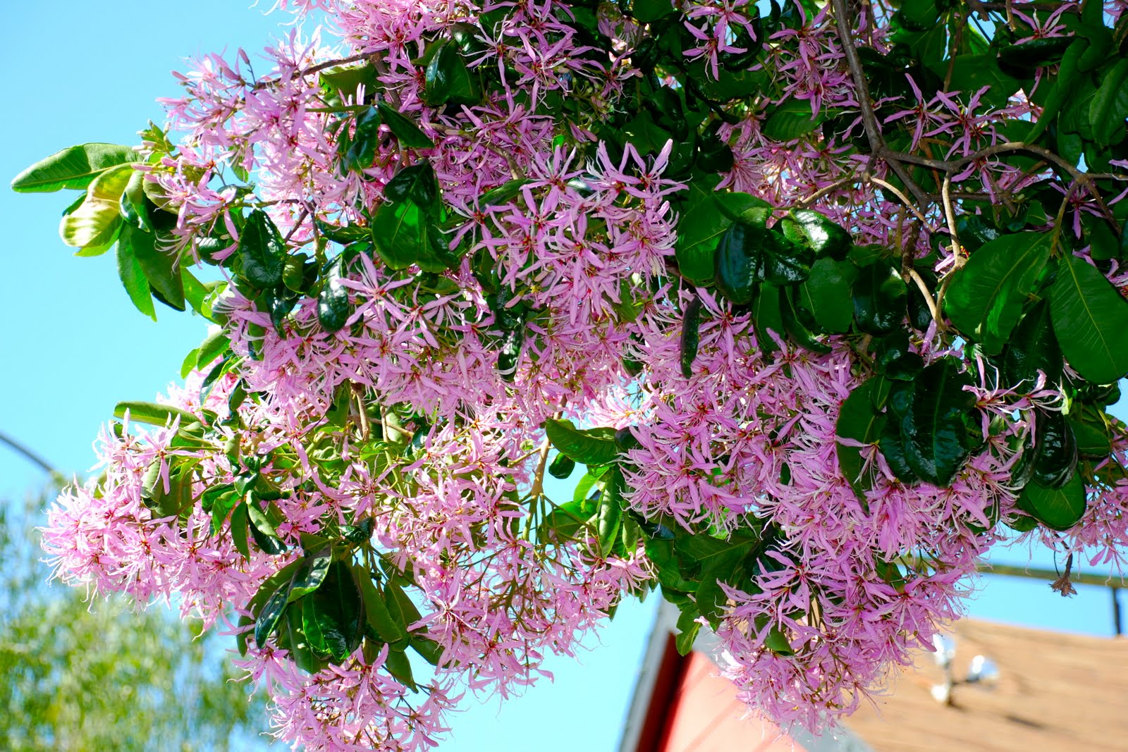 Calodendrum Capense 4 Seeds, African Cape Chestnut Fragrant Landscapin ...