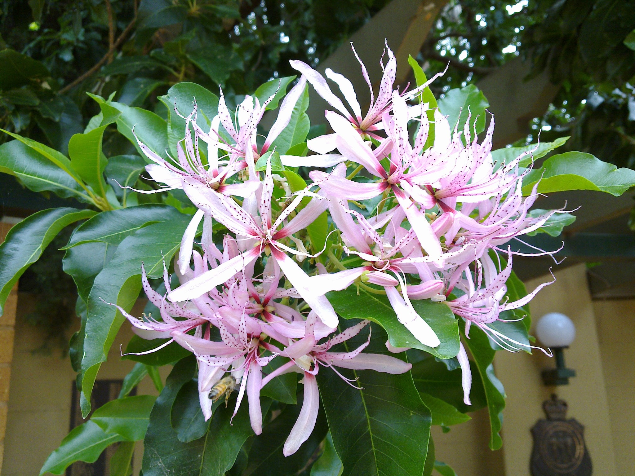 Calodendrum Capense 4 Seeds, African Cape Chestnut Fragrant Landscapin ...